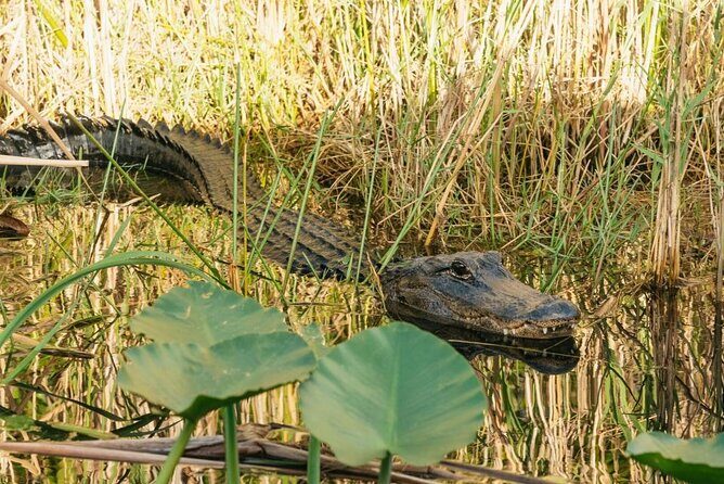 From Miami: Everglades at Night with Airboat and Alligators Tour - Why We Think This Tour Is a Great Choice