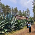 From Oaxaca: Sierra Norte Hike & Indigenous Village Full-Day - Practical Details and What to Expect