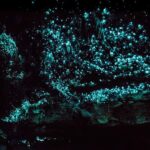 From Paihia: Kawiti Glowworm Caves Guided Tour - Who Would Enjoy This Tour?