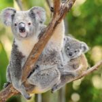 From Penneshaw: Kangaroo Island Wildlife Encounter - Transportation & Practicalities