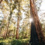 From Perth: 3-Day Margaret River Escape - The Full Breakdown: What Makes This Tour Stand Out