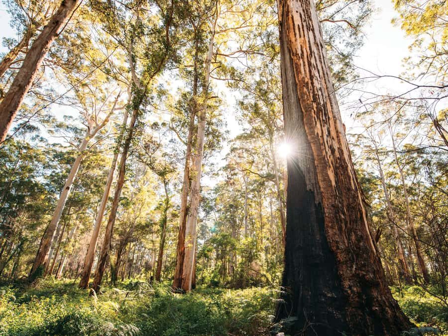 From Perth: 3-Day Margaret River Escape - The Full Breakdown: What Makes This Tour Stand Out