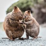 From Perth or Fremantle: Rottnest Island Ferry and Bus Tour - The Full Itinerary Breakdown