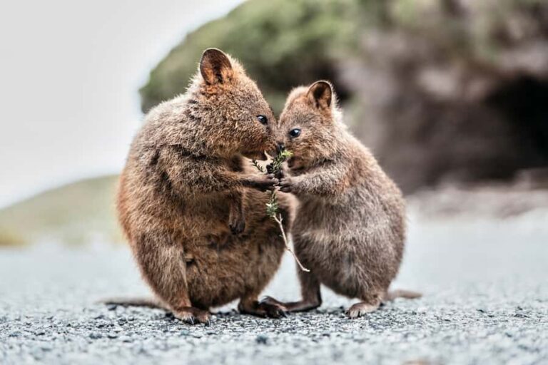 From Perth or Fremantle: Rottnest Island Ferry and Bus Tour - The Full Itinerary Breakdown