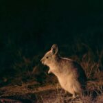 From Perth: Perth Wildlife Tour Under the Stars with Dinner - Practical Details and What to Expect