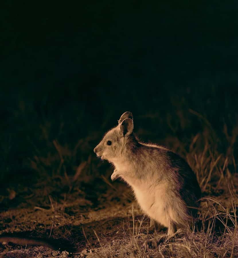 From Perth: Perth Wildlife Tour Under the Stars with Dinner - Practical Details and What to Expect