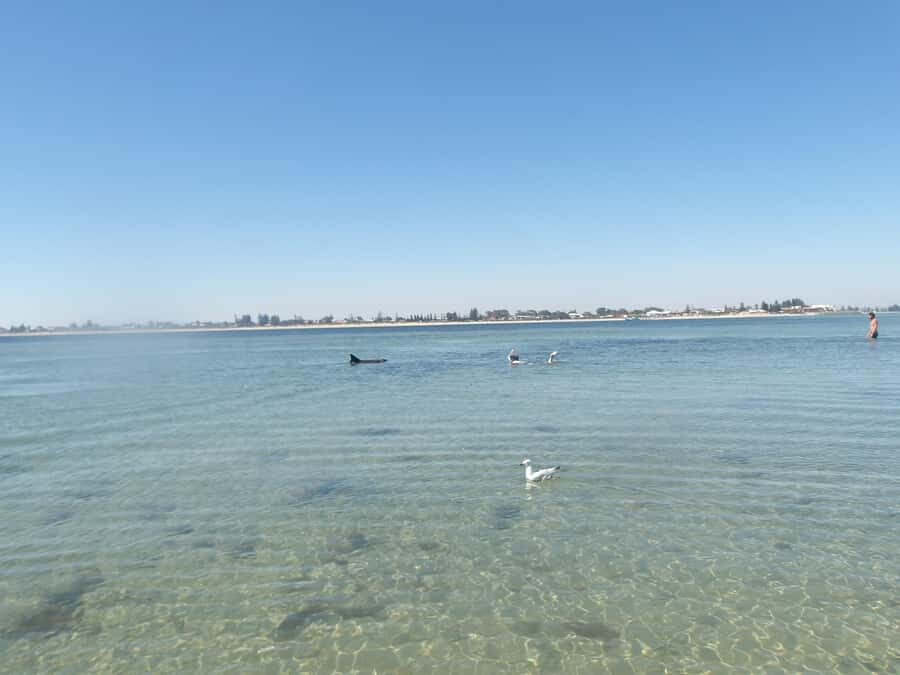From Perth: Rockingham Seal & Penguin Islands Sea Kayak Tour - The Itinerary: What Makes Each Stop Special