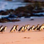 From Phillip Island: Wine and Wildlife Tour with Penguin Parade - Final thoughts