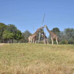 From Puebla: Africam Safari Private Tour all included - Why You Should Consider This Tour