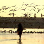 From Puerto Escondido: Birdwatching on a Boat - Practical Tips for Booking and Enjoying