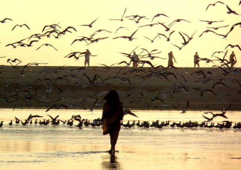 From Puerto Escondido: Birdwatching on a Boat - Practical Tips for Booking and Enjoying