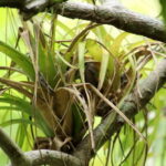 From Puerto Vallarta: 2-Hour Guided Sierra Vallejo Hike - What to Expect on the Sierra Vallejo Hike