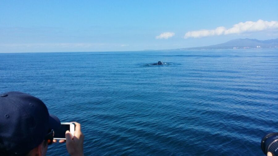 From Puerto Vallarta/Nuevo Vallarta: Whale Watching Cruise - Exploring the Tour in Detail