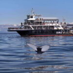 From Quebec City: Whale Watching Excursion Full-Day Trip - The Journey Begins: From Québec City to the Marine Park