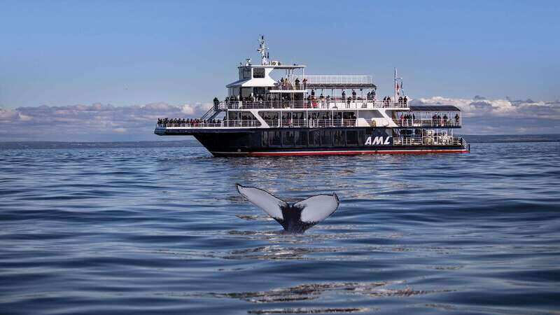 From Quebec City: Whale Watching Excursion Full-Day Trip - The Journey Begins: From Québec City to the Marine Park