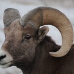 From Rapid City: Epic Badlands Tour and Legendary Wall Drug - Frequently Asked Questions