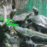 From Riviera Maya: 3 Cenotes Adventure Tour with Lunch - Why This Tour Fits Certain Travelers Best