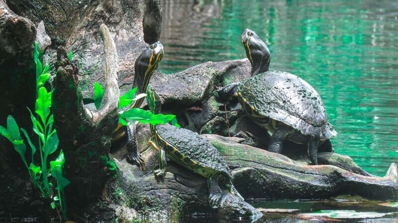 From Riviera Maya: 3 Cenotes Adventure Tour with Lunch - Why This Tour Fits Certain Travelers Best