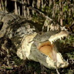 From Riviera Maya: Sian Ka'an Half Day Tour w/ Lunch - What Makes This Tour Stand Out