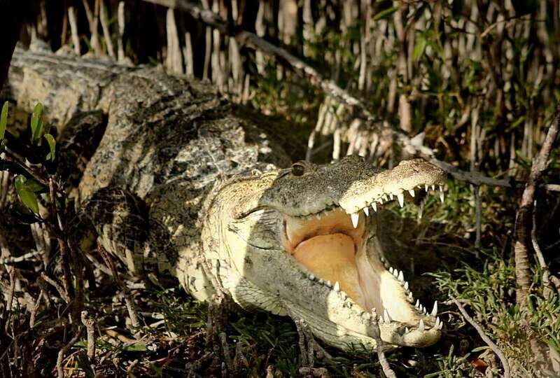 From Riviera Maya: Sian Ka'an Half Day Tour w/ Lunch - What Makes This Tour Stand Out