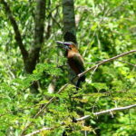 From Riviera Maya : Sian Ka'an Muyil Birdwatching with Guide - Authentic Insights from Reviews