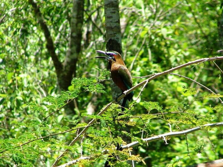 From Riviera Maya : Sian Ka'an Muyil Birdwatching with Guide