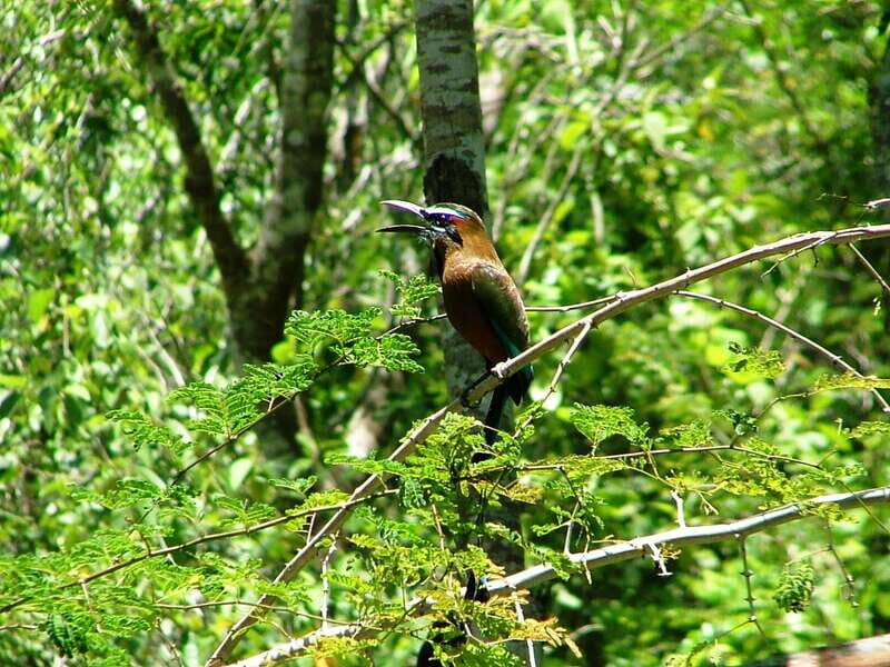 From Riviera Maya : Sian Ka'an Muyil Birdwatching with Guide - Authentic Insights from Reviews