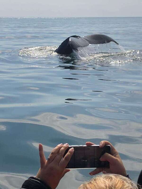 From Saint John: Saint Andrews Whale Watching Tour - Who Is This Tour Best For?