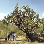 From San Miguel de Allende: Hiking in the Canyon with Lunch - Why This Tour Stands Out