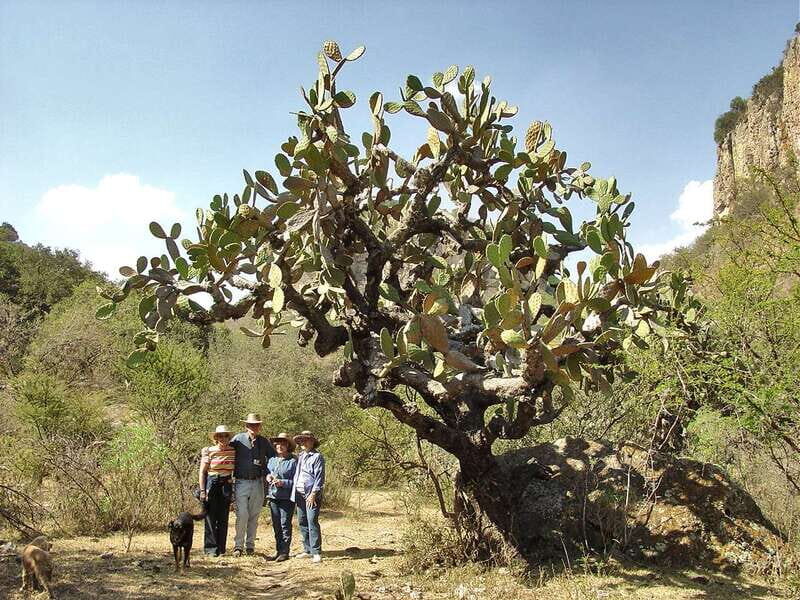 From San Miguel de Allende: Hiking in the Canyon with Lunch - Why This Tour Stands Out