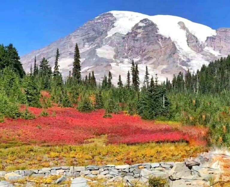 From Seattle: Mount Rainier Guided Day Tour