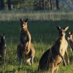 From Sydney: Australian Wildlife Safari with Lunch & Dinner - An In-Depth Look at the Tour Itinerary