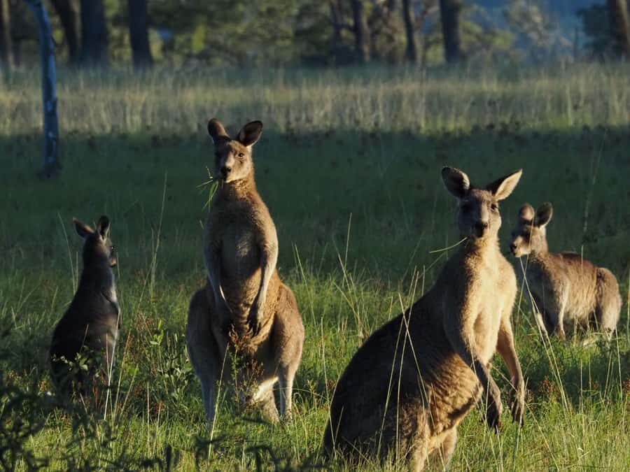 From Sydney: Australian Wildlife Safari with Lunch & Dinner - An In-Depth Look at the Tour Itinerary