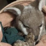 From Sydney: Blue Mountains Bushwalks & Featherdale Tour - Why This Tour Offers Great Value