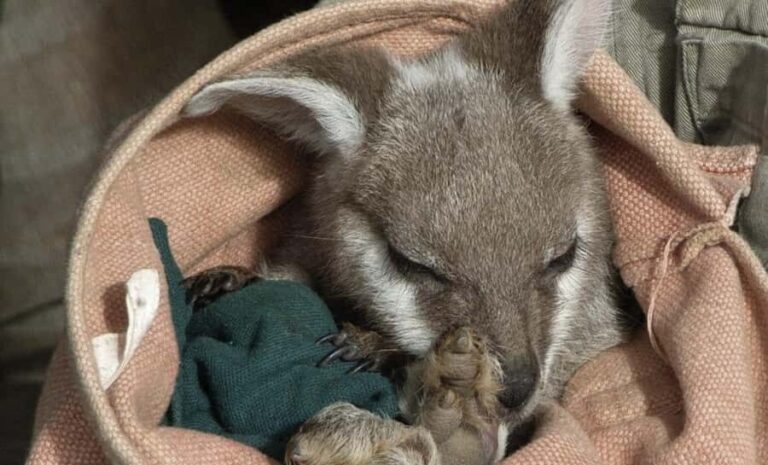 From Sydney: Blue Mountains Bushwalks & Featherdale Tour - Why This Tour Offers Great Value