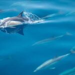 From Tauranga: Half-Day Swimming with Dolphins Tour - What to Expect on the Tour