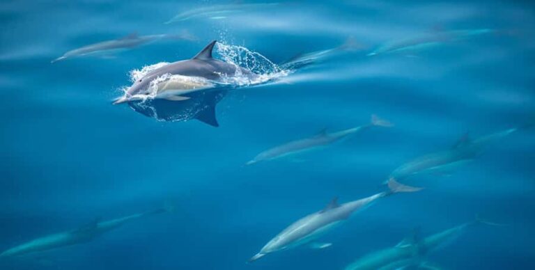 From Tauranga: Half-Day Swimming with Dolphins Tour - What to Expect on the Tour