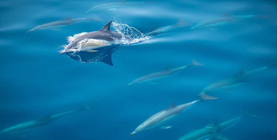 From Tauranga: Half-Day Swimming with Dolphins Tour - What to Expect on the Tour