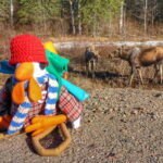 From Toronto: Algonquin Park Canoeing & Hiking Adventure - Transportation and Group Size