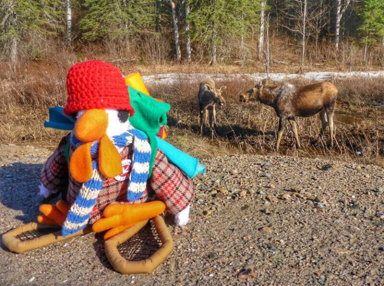 From Toronto: Algonquin Park Canoeing & Hiking Adventure - Transportation and Group Size