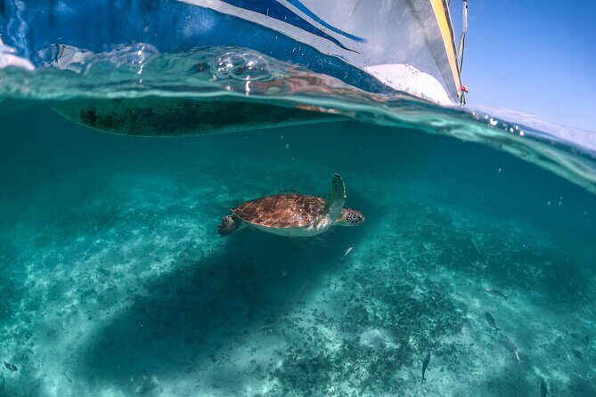 From Tulum: Akumal Beach Swim and Snorkel with Turtles Experience - Transportation and Group Size
