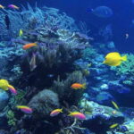 From Tulum: Cenote Riviera Maya & Snorkel Excursion - The Day in Detail: What to Expect