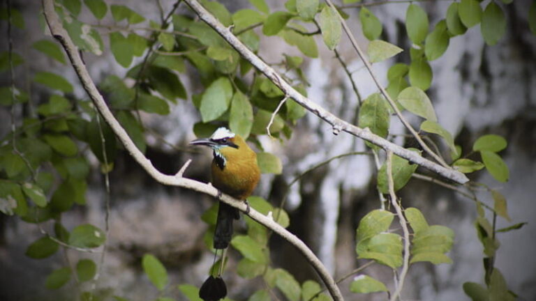 FROM VALLADOLID CHICHÉN ITZÁ + 2 CENOTES (PRIVATE TRANSPORTATION) - A Closer Look at the Tour Experience