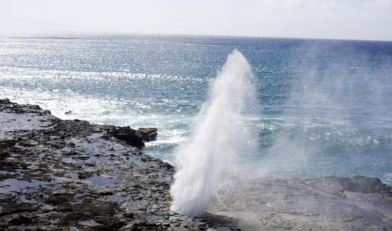 From Waikiki: Oahu Scenic Half-Day Circle Island Tour - Value for Money and Overall Experience