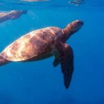 From Waikiki: Turtle Canyon Snorkeling Tour - Why the Small Group Approach Matters