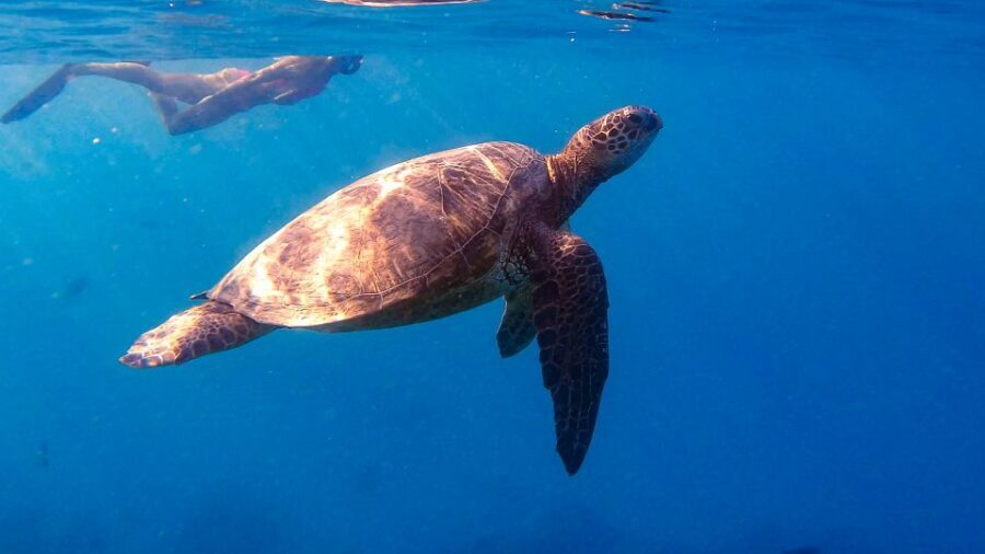 From Waikiki: Turtle Canyon Snorkeling Tour - Why the Small Group Approach Matters