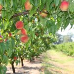 Fruit Picking & Nature Tour Yarra Valley & Warburton - Why This Tour Offers Great Value
