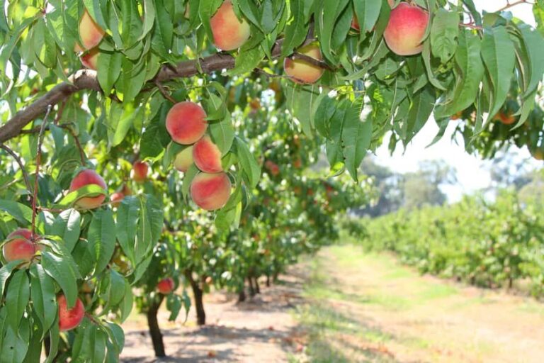 Fruit Picking & Nature Tour Yarra Valley & Warburton - Why This Tour Offers Great Value