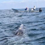 Full-Day Gray Whale Watching tour from Cabo to Mag Bay - What the Tour Includes and Excludes