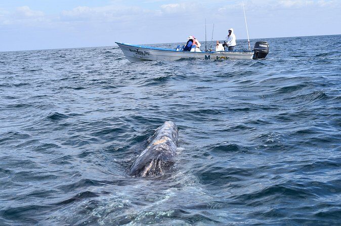 Full-Day Gray Whale Watching tour from Cabo to Mag Bay - What the Tour Includes and Excludes